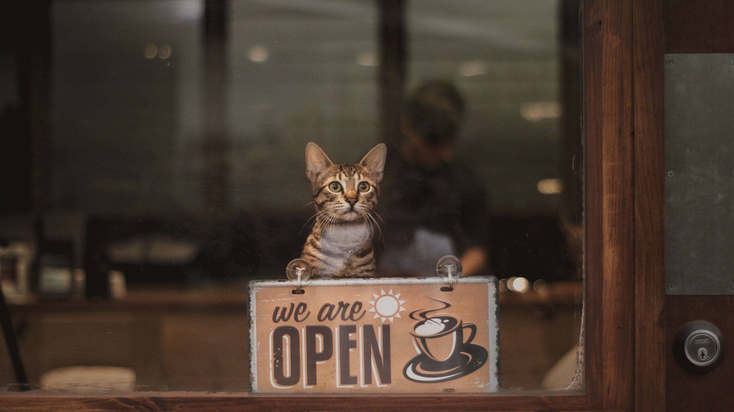 Essential Customer Retention Strategies For Cat Food Businesses - TechRound